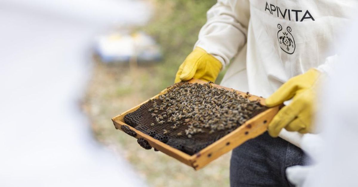 Apivita niso le izdelki, temveč skrb za življenje čebel in življenje ljudi - Lepota - Elle.si