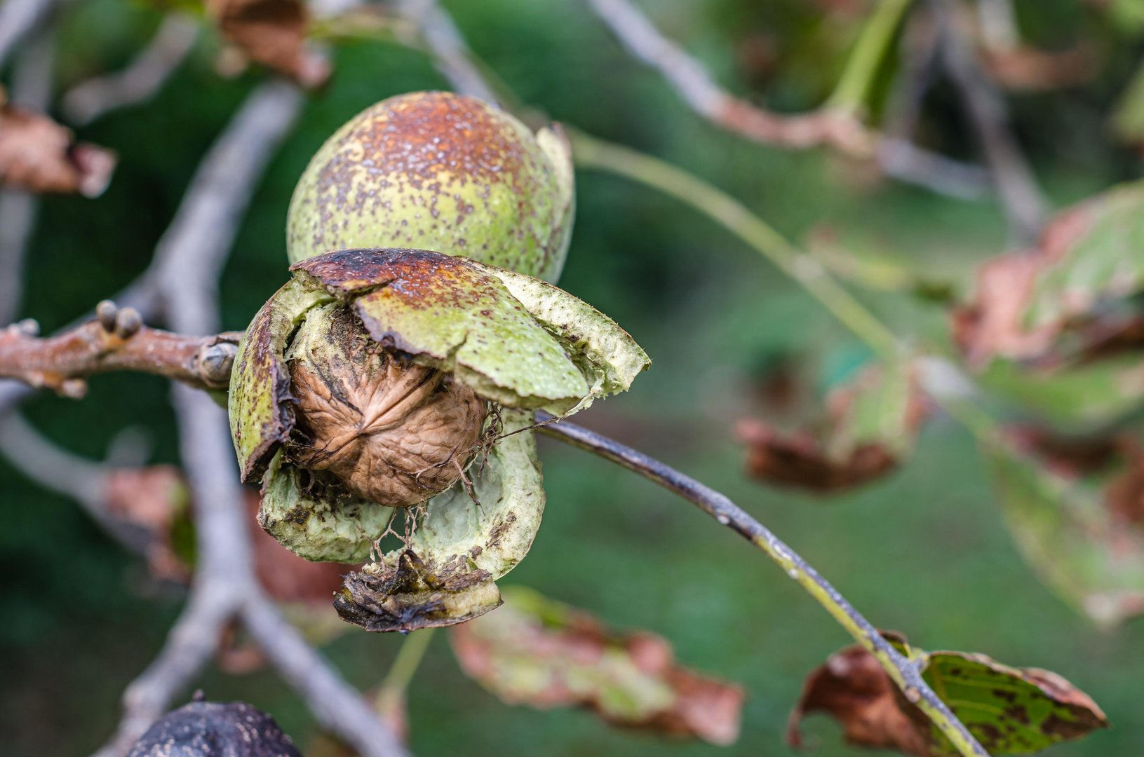 Ga imate na svojem dvorišču? To drevo naj bi v dom prinašalo smolo ...